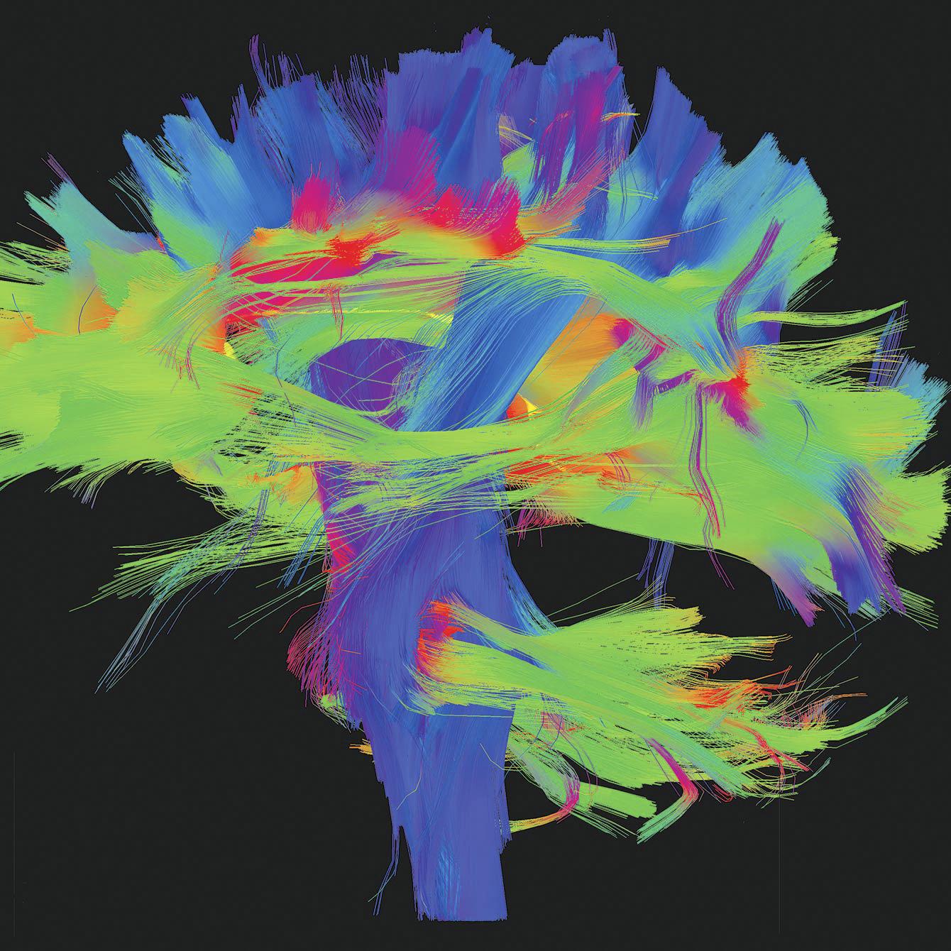 Department of Radiology | NYU Grossman Long Island School of Medicine ...